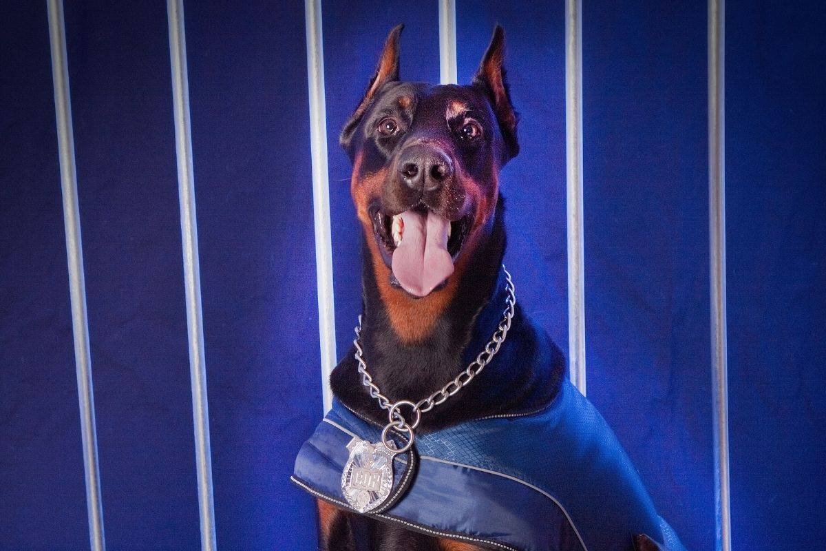 Types of Police Dogs: 6 Breeds That Serve and Protect - eLawTalk