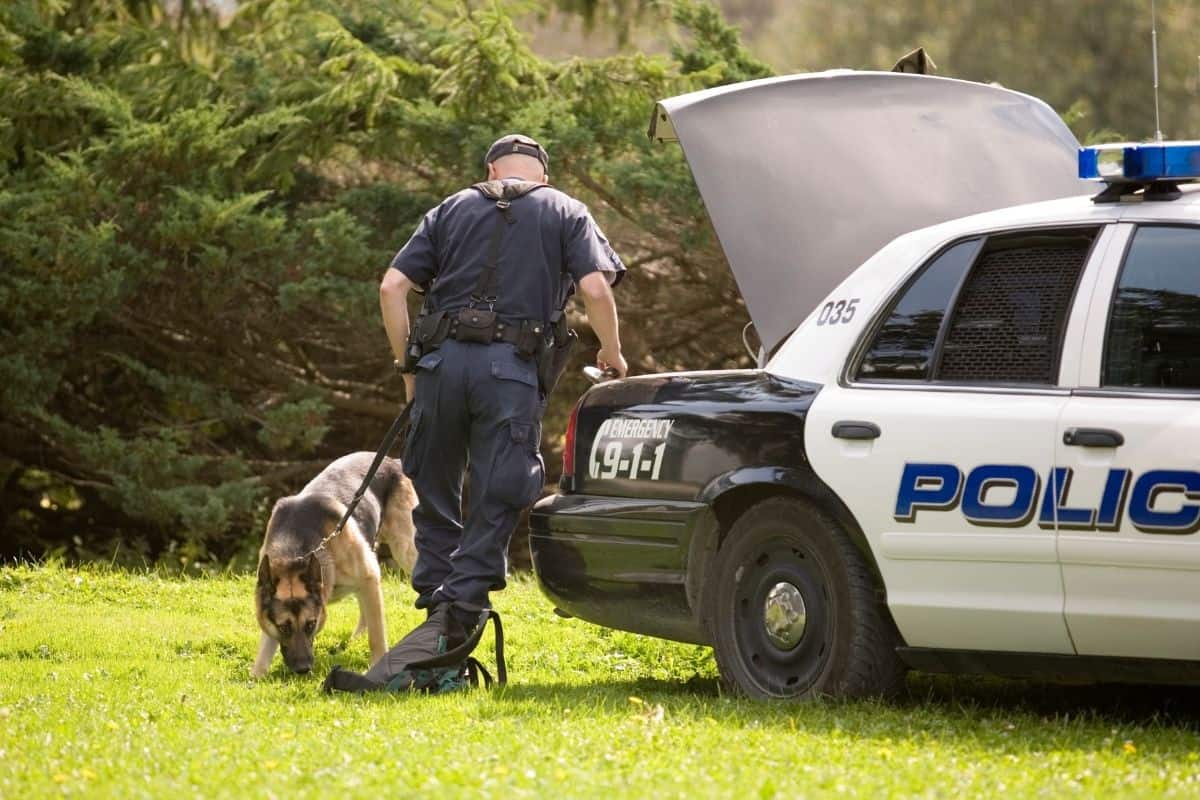 Types of Police Dogs: 6 Breeds That Serve and Protect - eLawTalk