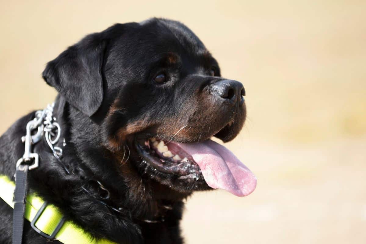 Types of Police Dogs: 6 Breeds That Serve and Protect - eLawTalk