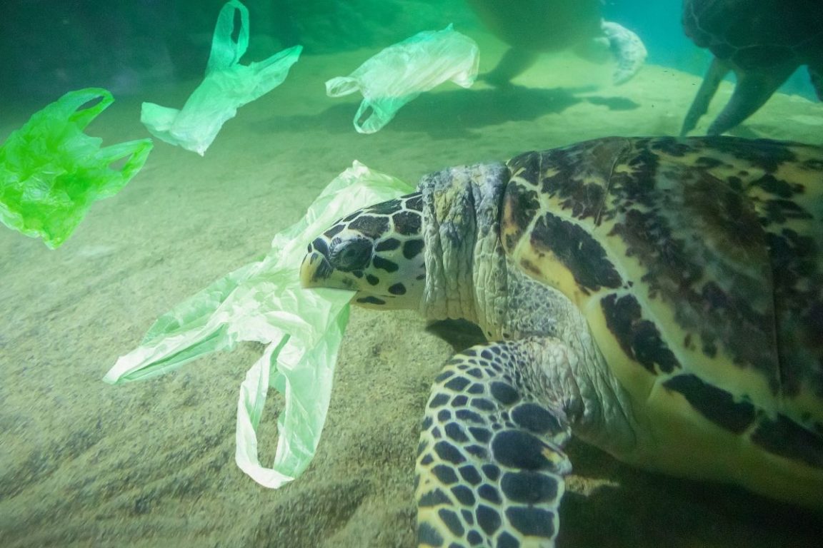 10 Different Types of Ocean Pollution (And the Laws That Fight Them!)